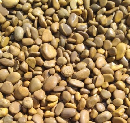 Gold Pebbles | Landscape Rock You'll Love | RS&P